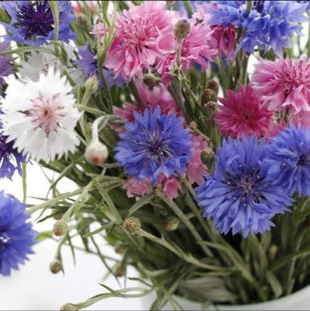 Sweet sultan Flower seeds – ASHIYANA STORE