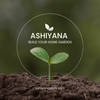 Buy Indoor & Outdoor Plants Online | Ashiyana Store Official – ASHIYANA ...