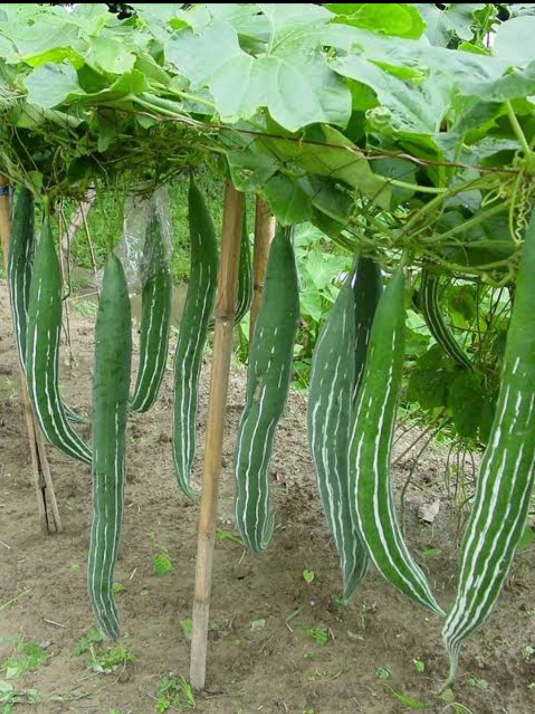 Snake ground F1 selection vegitable seeds – ASHIYANA STORE
