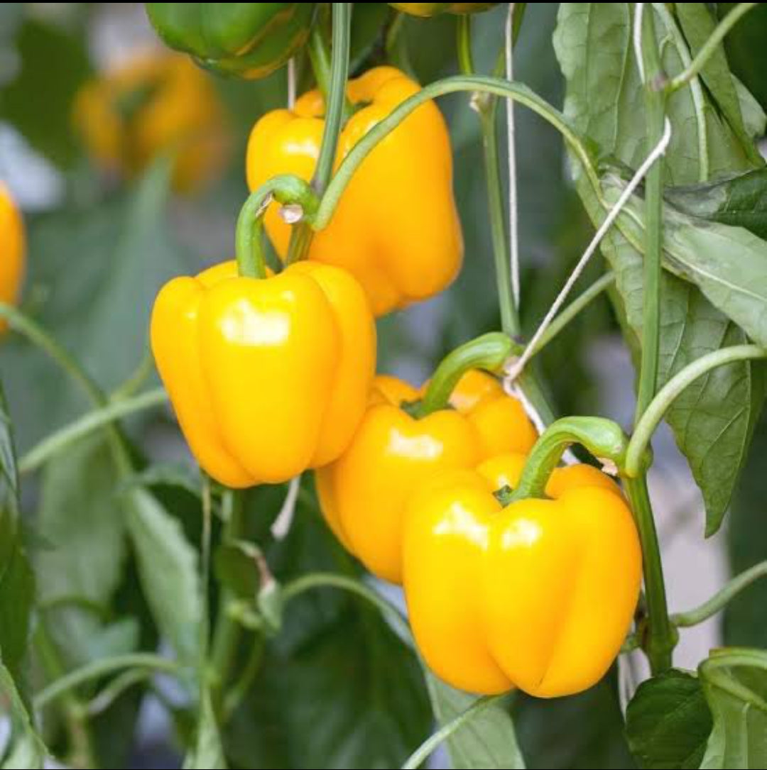 Capsicum yellow vegitable seeds – ASHIYANA STORE