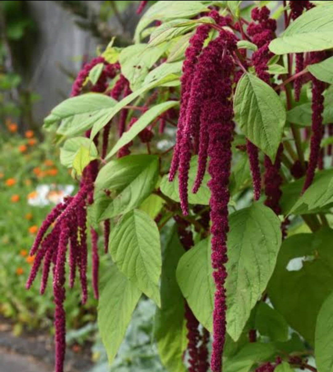 Amaranthus love lies Bleeding summer Flower seeds – ASHIYANA STORE
