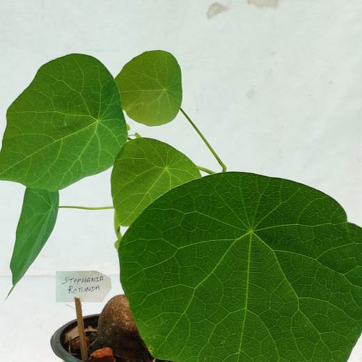 Stanhopea (Stephanie Rotunda) – ASHIYANA STORE